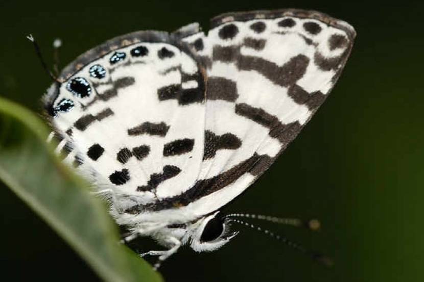 फुलपाखरांच्या जगात : कॉमन पायरेट - Marathi News | Common Pirate ...