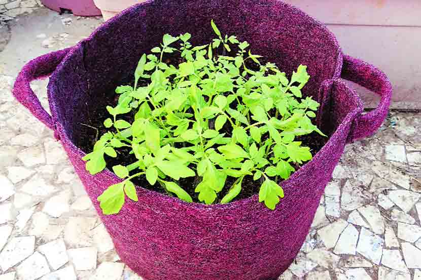 घर बदलत्या काळाचे मातीविना शेती - Marathi News | Homemade Farming ...