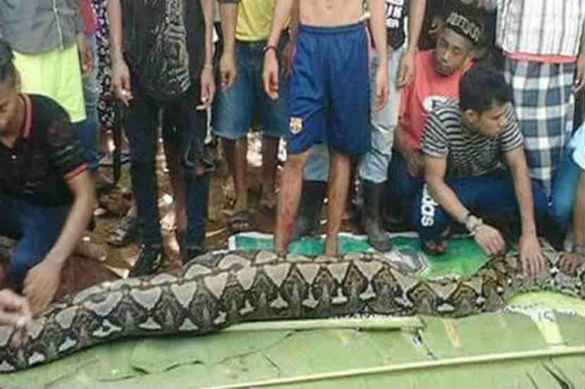 …आणि हरवलेल्या महिलेचा मृतदेह सापडला अजगराच्या पोटात - Marathi News ...