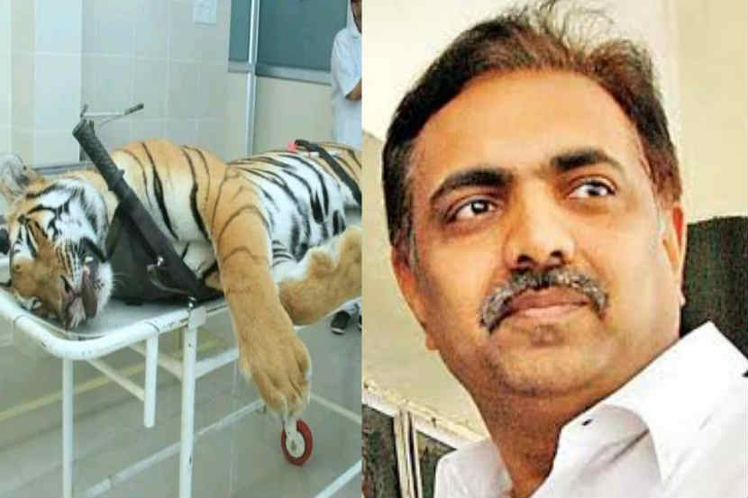 ‘बिर्ला आणि अंबानी यांच्या उद्योगांसाठीच अवनी वाघिणीची शिकार’ - Marathi ...