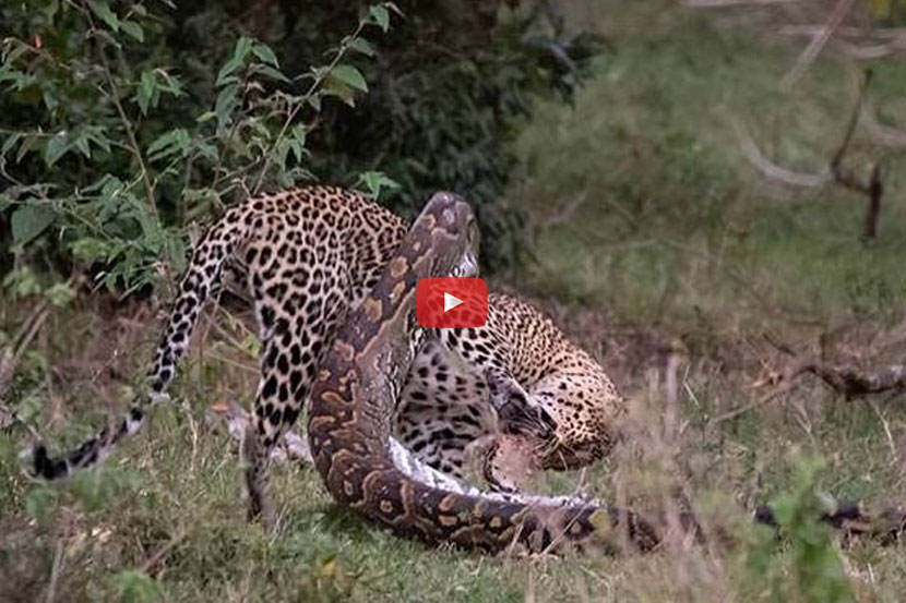 Video: बिबट्या आणि अजगराच्या झुंजीचा थरार… - Marathi News | Python ...