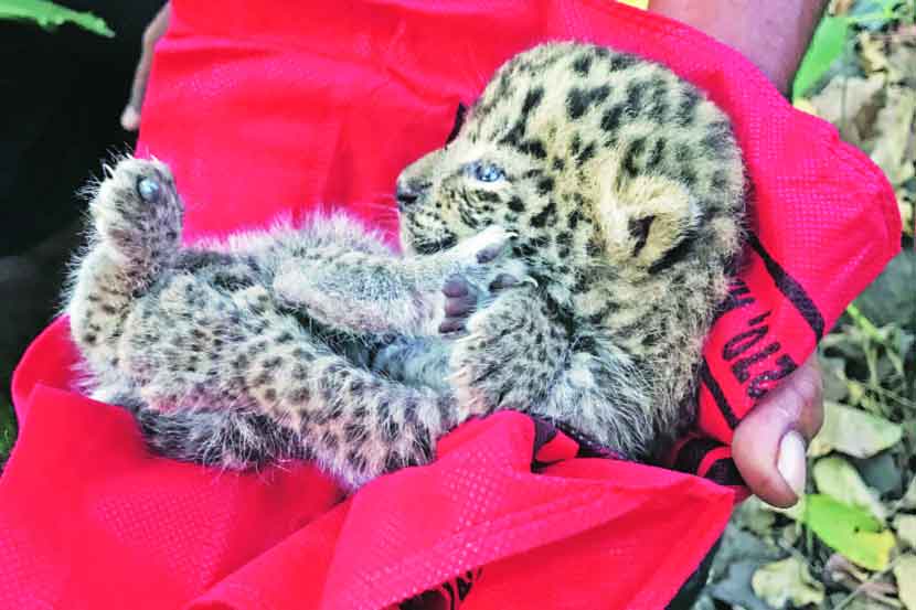 नागरी वस्तीत बिबटय़ाचे पिल्लू आईच्या प्रतीक्षेत - Marathi News | Tiger ...