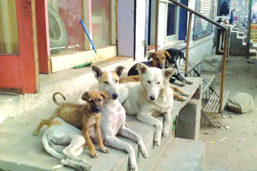 श्वानदंश लस उपलब्ध - Marathi News | Bmc Purchase Anti Rabies Vaccine ...