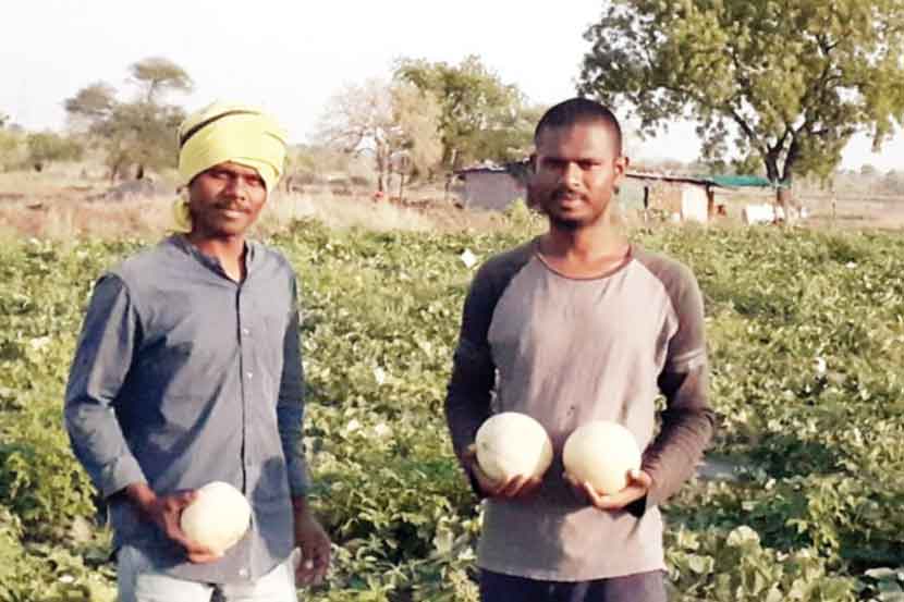 शेतकरी अभियंता भावंडांकडून घरपोच खरबूज विक्री - Marathi News ...