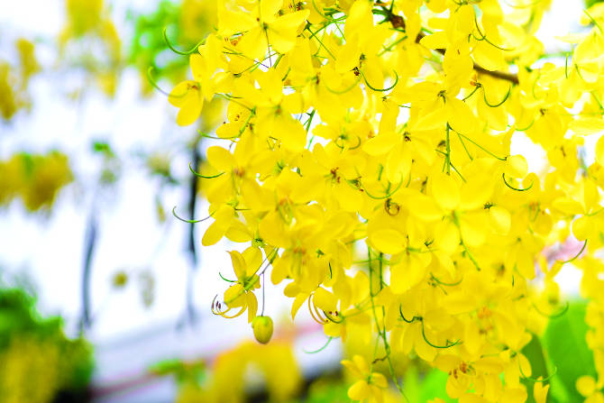 लोकप्रभा दिवाळी २०२० : सहजीवनातून शाश्वततेकडे.. - Marathi News ...