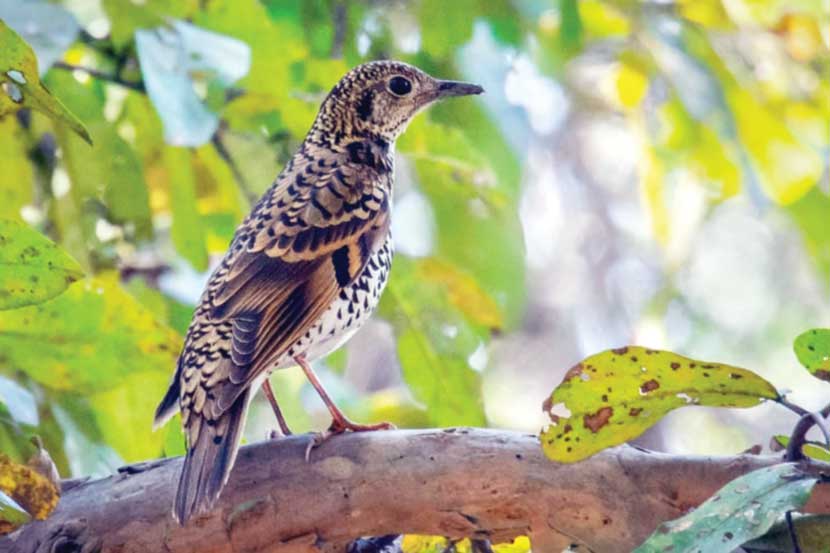 ‘ठिपकेदार कस्तूर’ पक्ष्याची महाराष्ट्रात प्रथमच नोंद - Marathi News ...