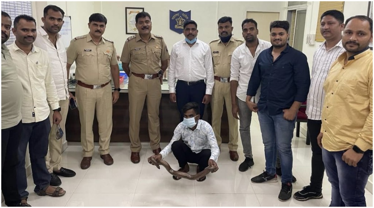 पिंपरी-चिंचवडमध्ये १५ लाखाचा मांडूळ जातीचा साप जप्त; एकाला अटक ...