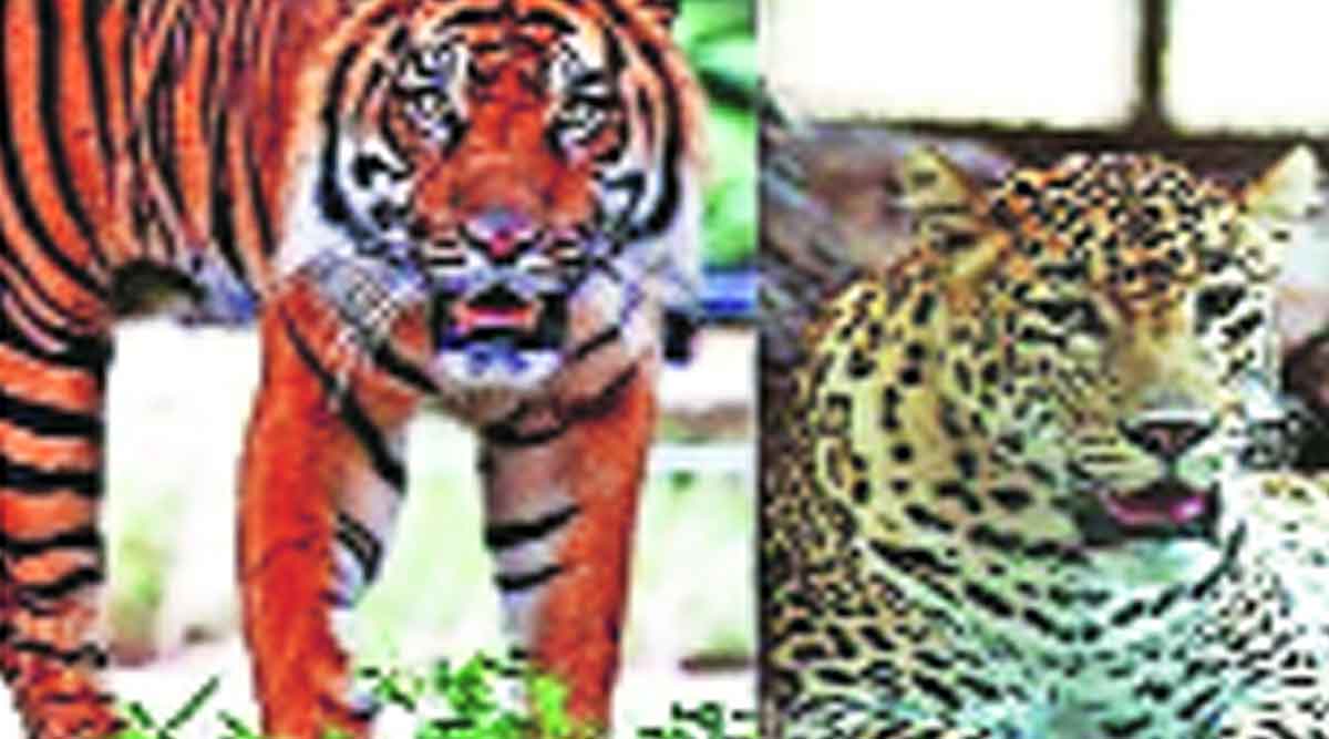 24 tigers and 56 leopards hunted in four years akp 94 | चार वर्षात २४ ...
