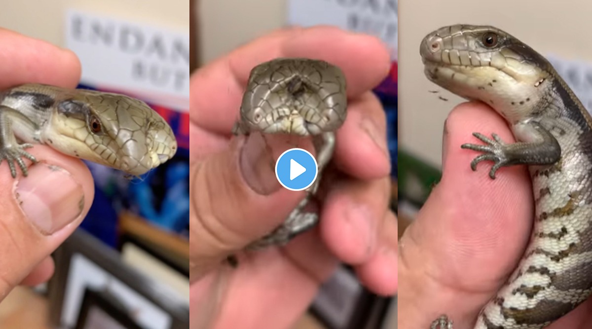 Did you see the two-headed Lizard ? Video viral at the Australian Zoo ...