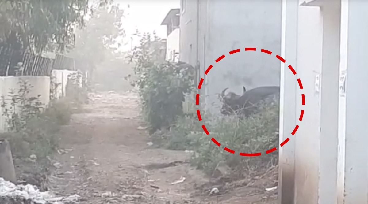 Wild bull gava entered in sangali market yard hrc 97 | सांगलीच्या ...