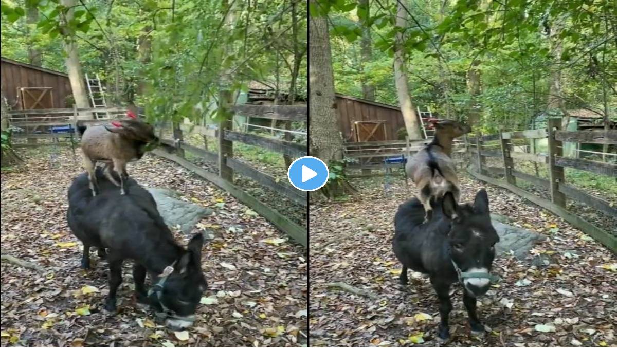 goat and donkey teamwork video viral on social media prp 93 | बकरी आणि ...