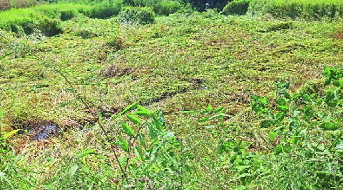 11000 in Uran only 2500 hectares are cultivated Paddy Warehouse akp 94 ...