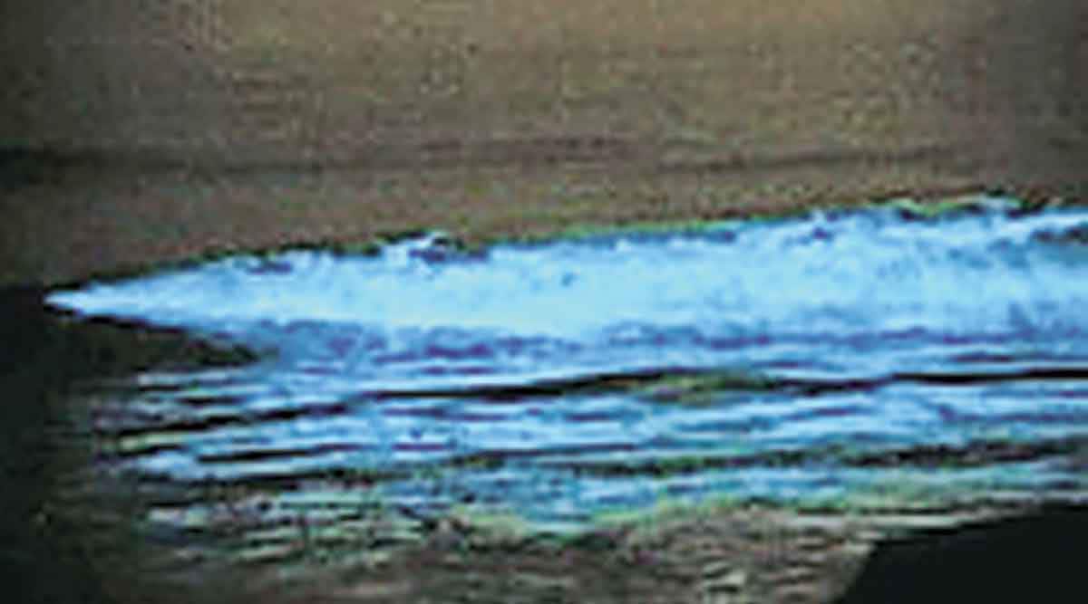 shining insects insects that glow in the dark light emitting insects ...