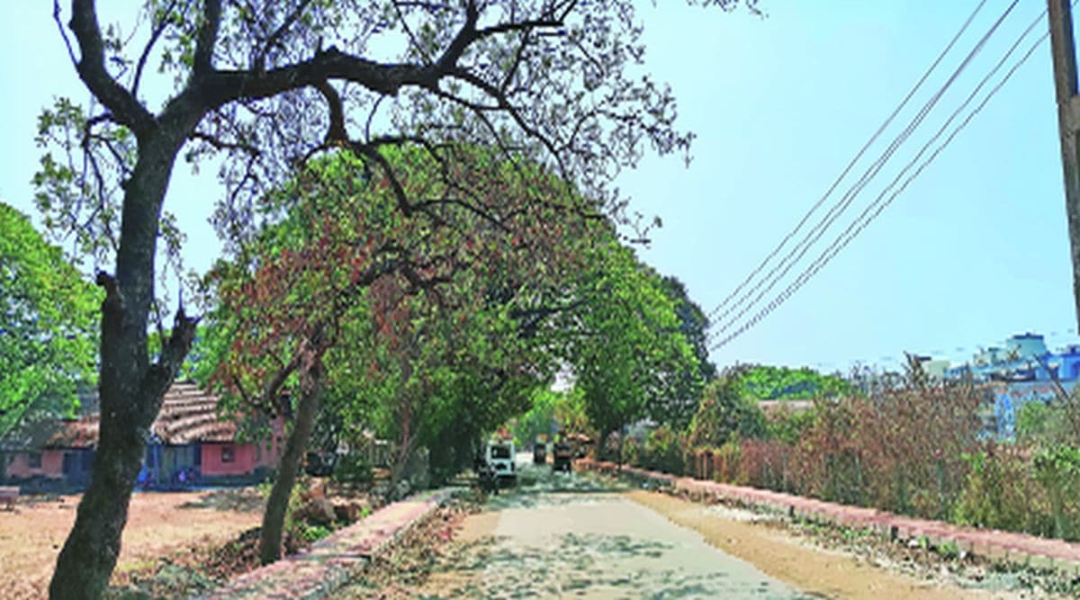 वृक्ष प्राधिकरणाकडून केवळ वृक्षतोडीची परवानगी; समिती विकासकांसाठी ...