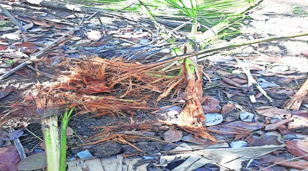 डहाणूत रानडुकरांचा उपद्रव; बाधित शेतकरी नुकसानभरपाईच्या ...