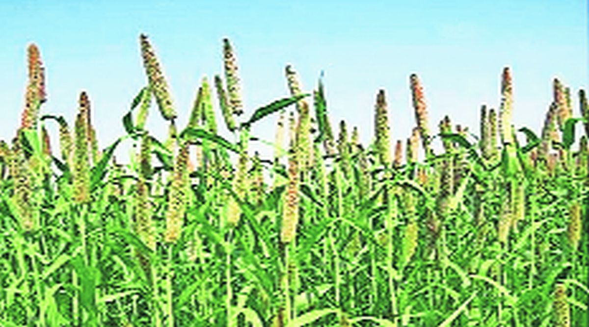 कुतूहल : पाणी कमी ‘पिणारी’ पिके | Kutuhal Water less drinking crops ...