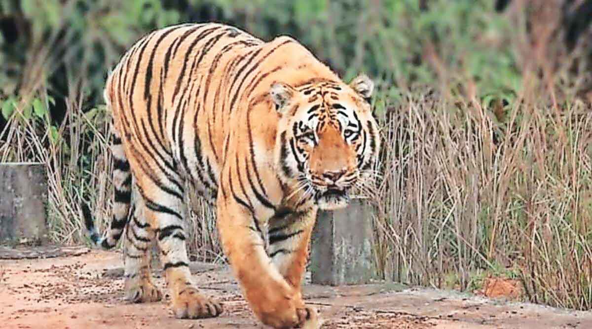 tigers life is increasing in forest wildlife experts observation zws 70 ...