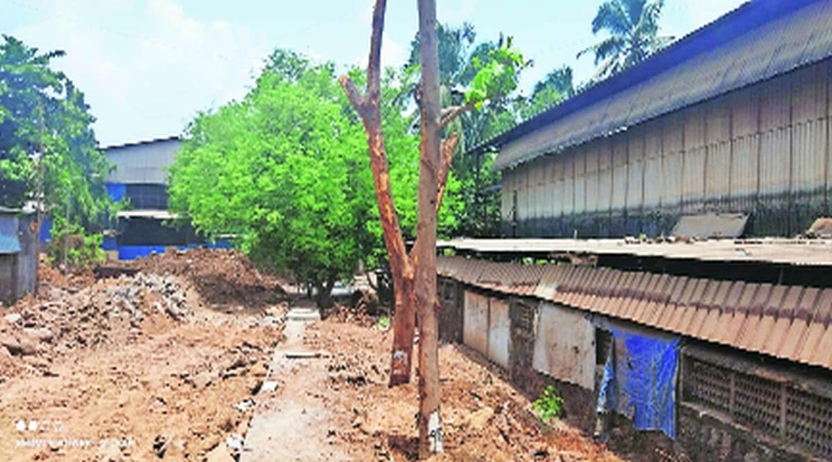 महापेतील वृक्षतोडीची मुख्यमंत्री कार्यालयाकडून दखल: पर्यावरणप्रेमींसह ...