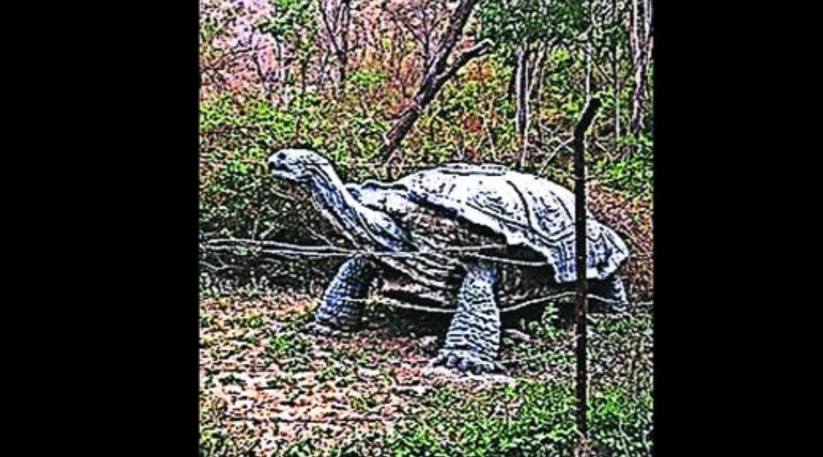 Kutuhal Fossil Gardens India National Park Scientist place Protection ...