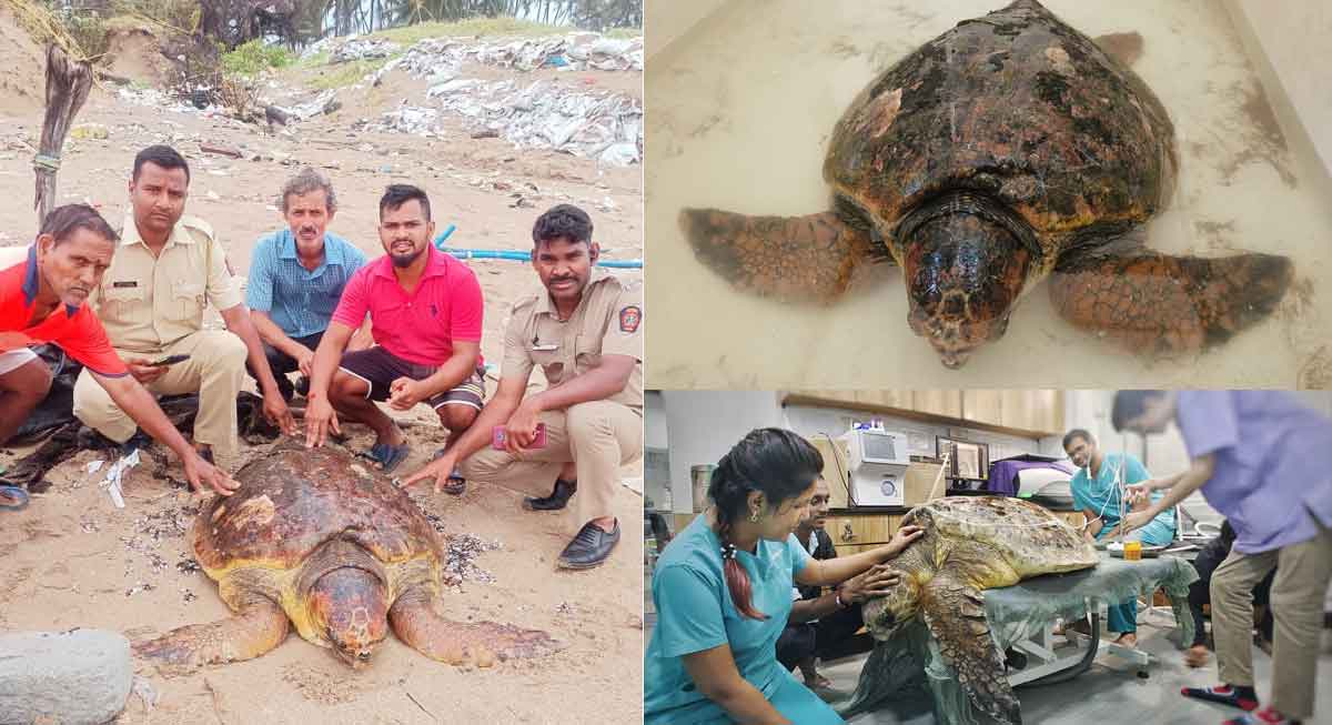 loggerhead turtle found at mud island mumbai print news zws 70