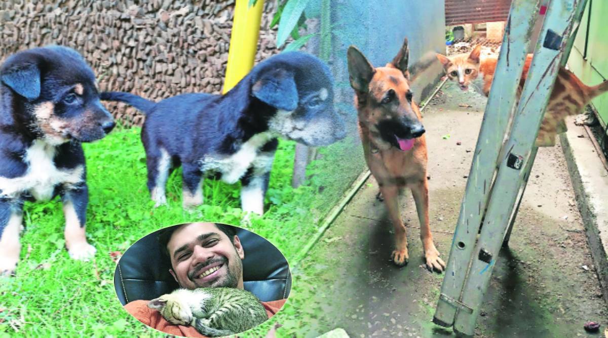 Soyare sahchar animal chris dogs and cats companions feelings man ysh 95