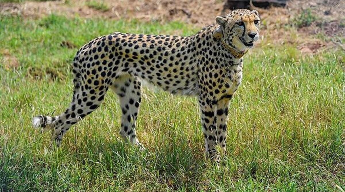 Cheetahs in India have satellite caller ID around their necks How does ...