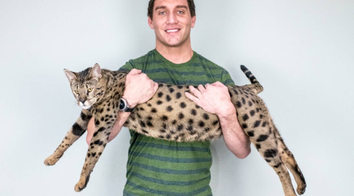 fenrir a domestic cat conferred with guinness book of world record