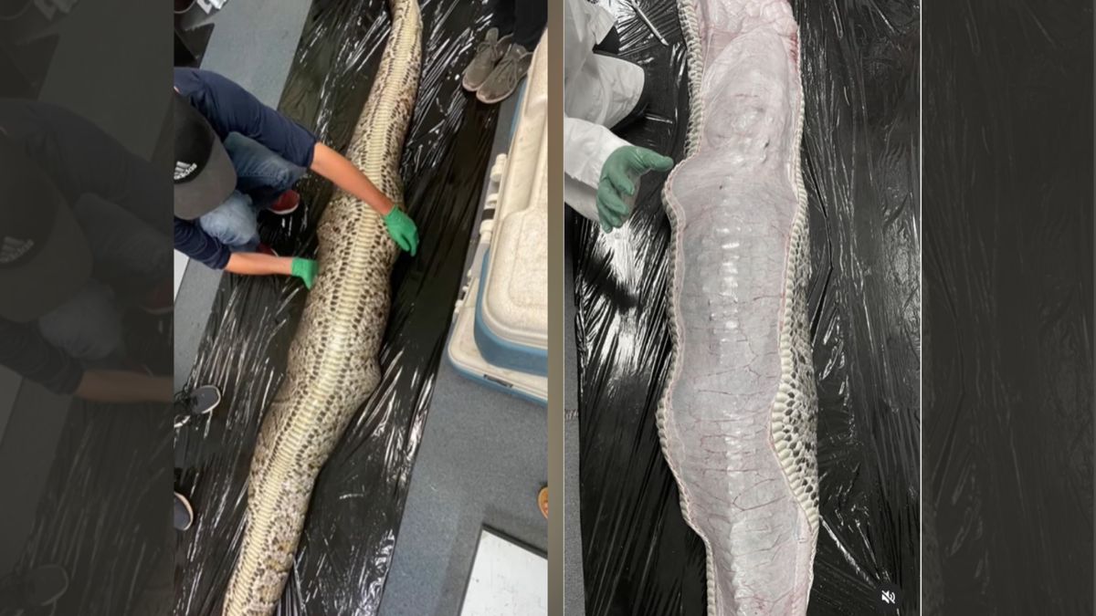 An 18-foot python swallows a 5-foot alligator in one gulp; Then it ...