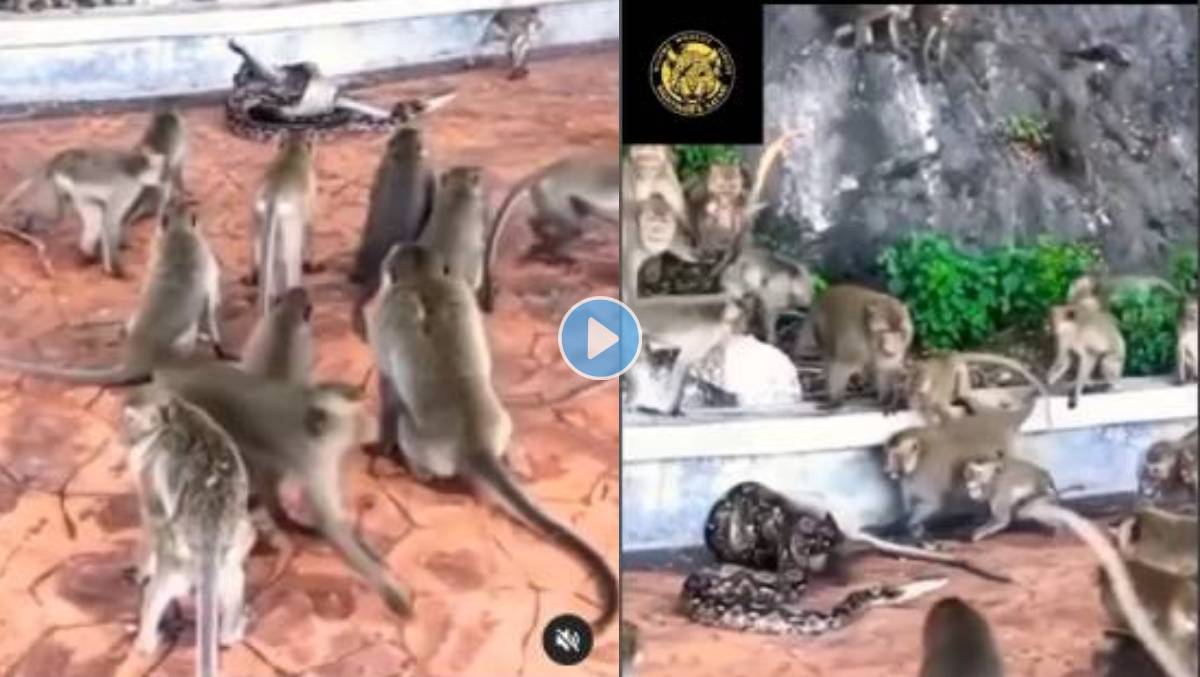 VIRAL VIDEO : अजगर माकडाला गिळणारच होता, तितक्यात माकडसेनेनं काय केलं पाहा | python trying to ...