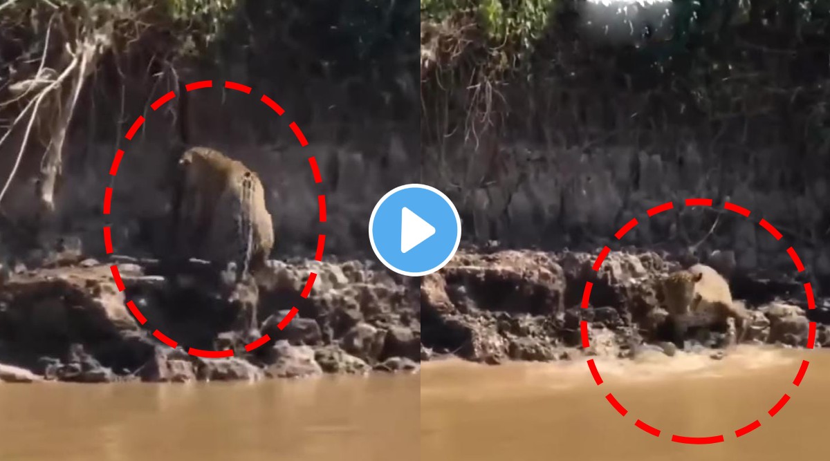 अजगराने बिबट्यावर केला अचानक हल्ला; प्रतिकार करताच घडले असे काही की ...