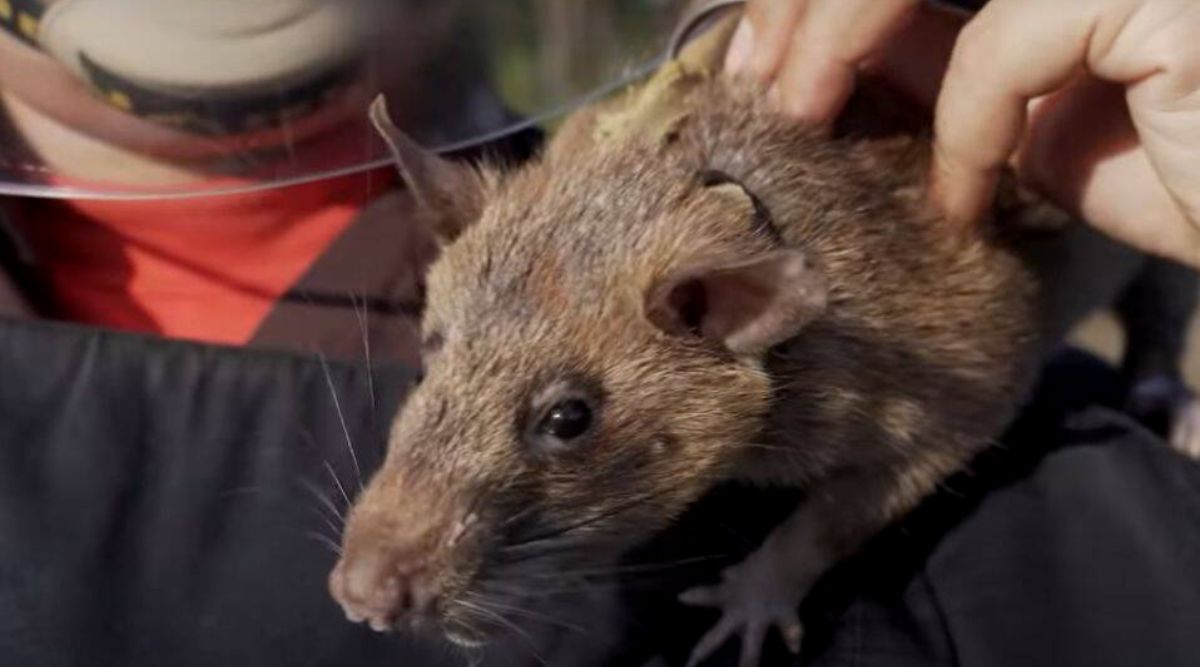 man arrested in the crime of rat killing the police conducted the ...