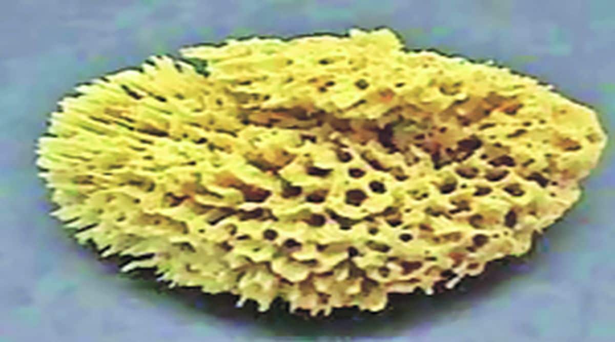 Kutuhal sponge of the sponge usage Artificially Marine life for bathing ...