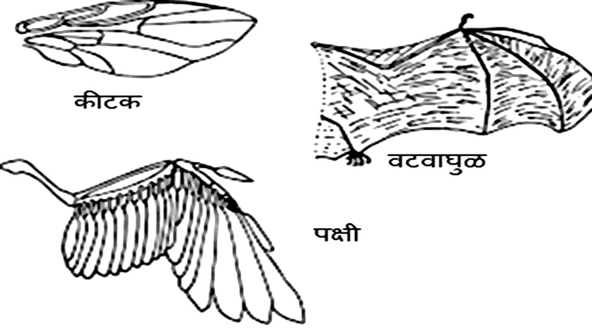 Kutuhal A great example of bio engineering Among bats in birds ysh 95