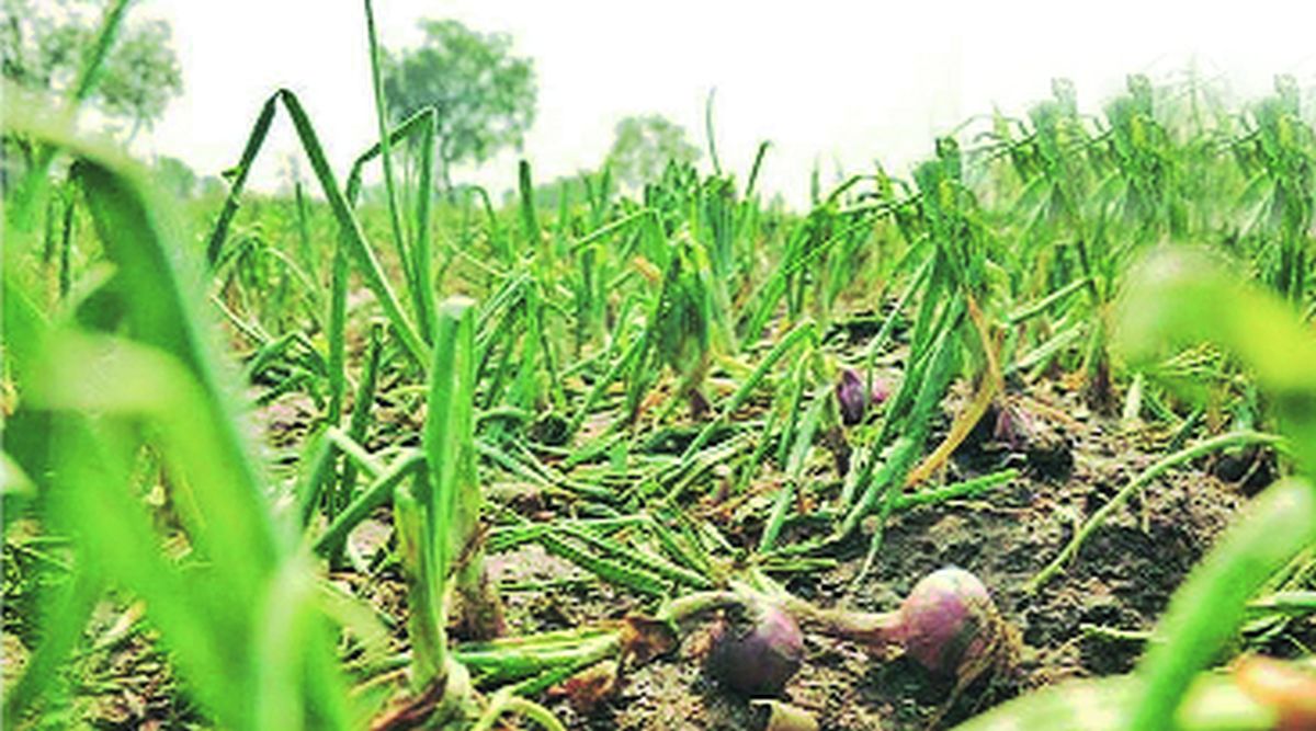 farmer heavy rain Hurricane Global warming result help announcements ysh 95