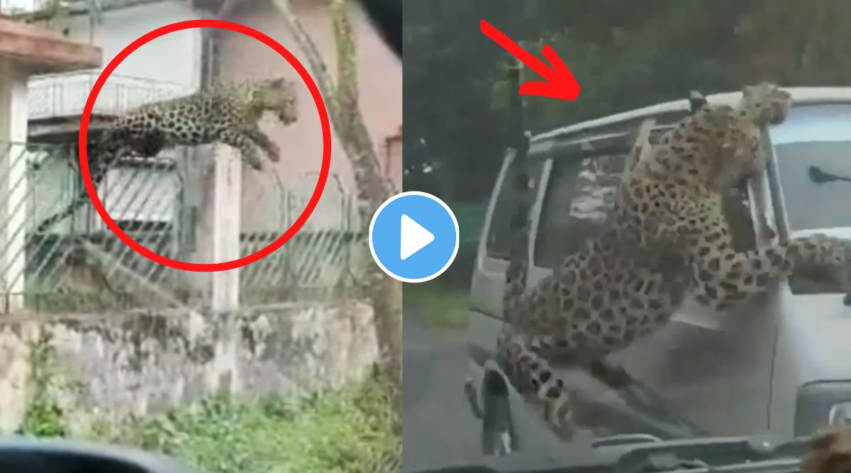 Leopard Attack Video : बिबट्याने इमारतीच्या कुंपणावरून झेप घेतली अन् ...