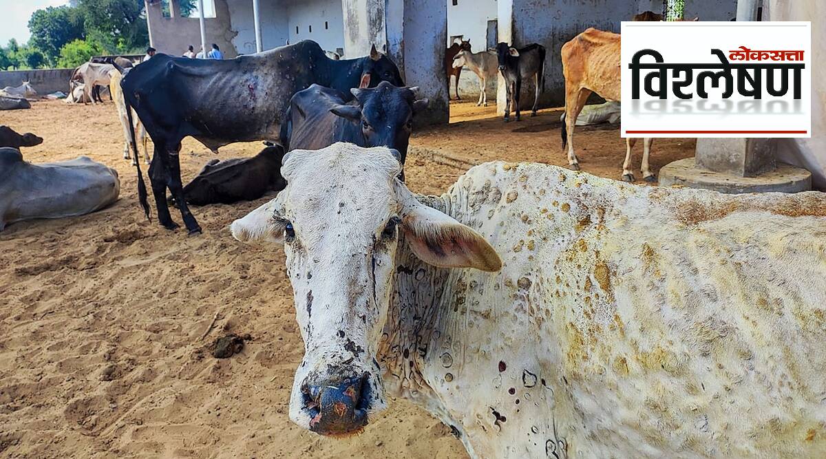 Vishleshan Lumpy Central team Lumpy dermatitis disease in bovine animals print exp 2212 ysh 95