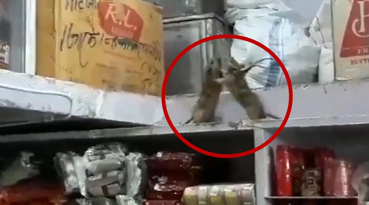 Two Rat Fight In Grocery Shop Funny Video Viral On Social Media