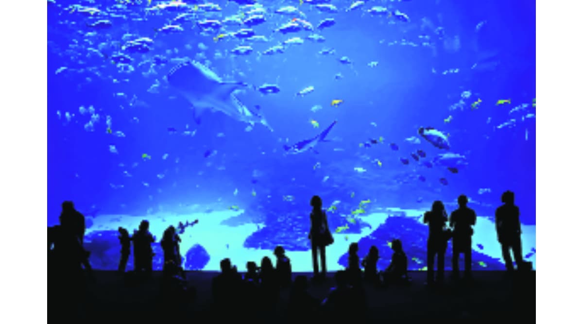 कुतूहल: सागरी साक्षरता : महत्त्व आणि गरज | Kutuhal Oceans are vital to ...