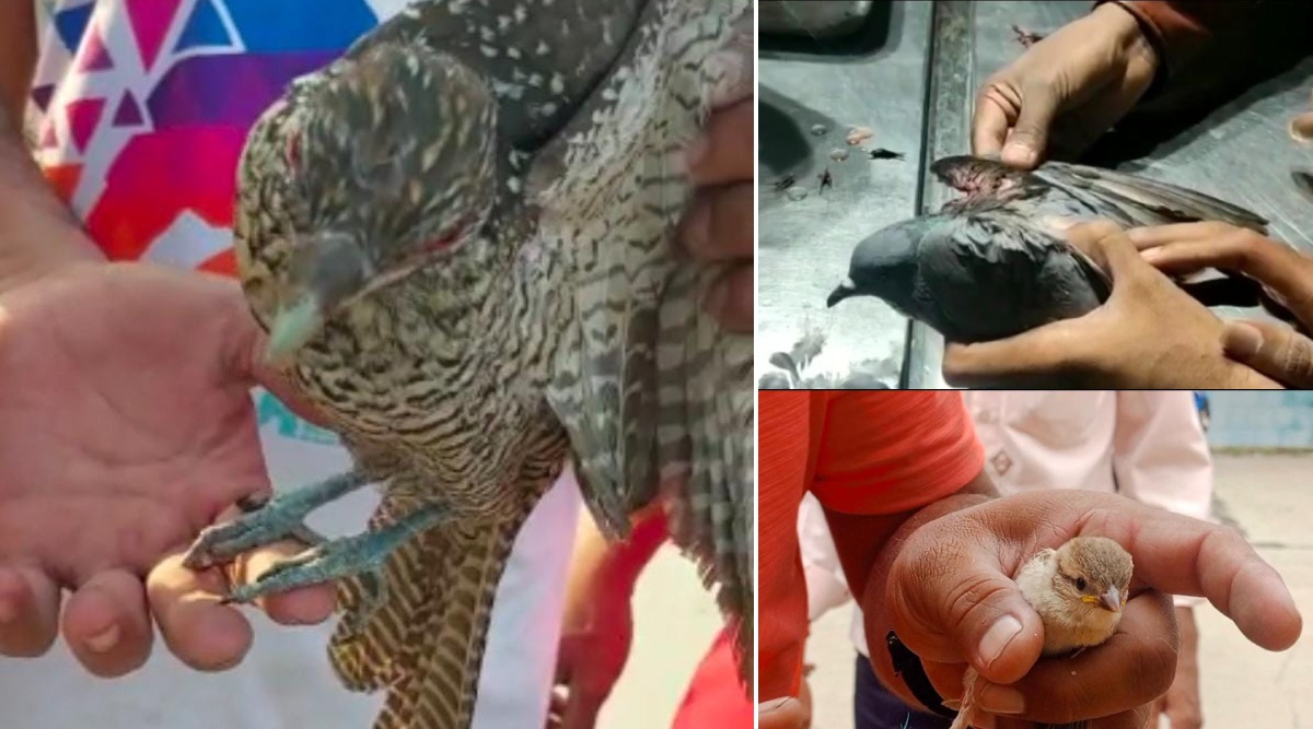 In the district Jalgaon nylon manja on the lives of animals and birds ...