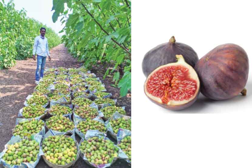 Inflow of figs in APMC is low due to severe winter which reduced fig ...