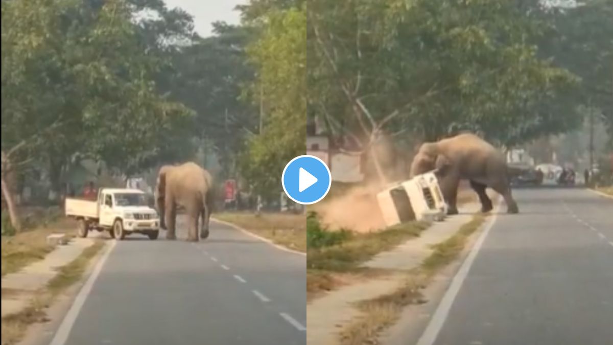 a video angry elephant attacks on tempo goes on viral