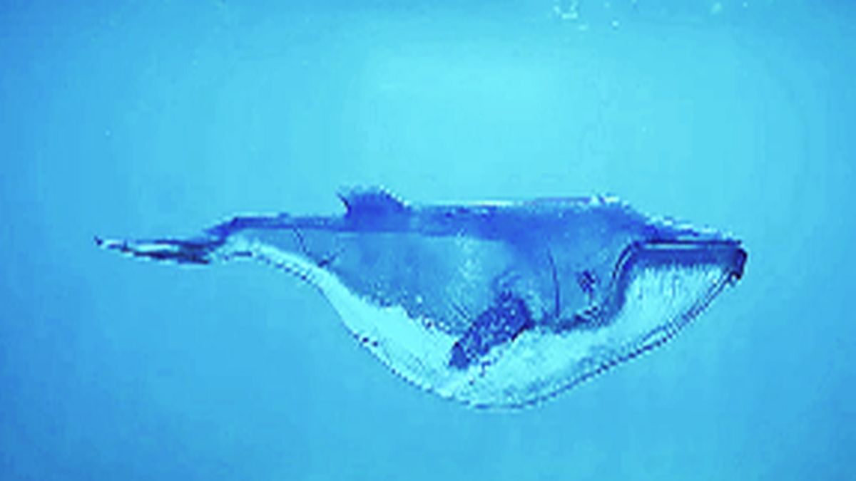 Kutuhal World Whale Day The largest living Marine mammals on earth ysh 95