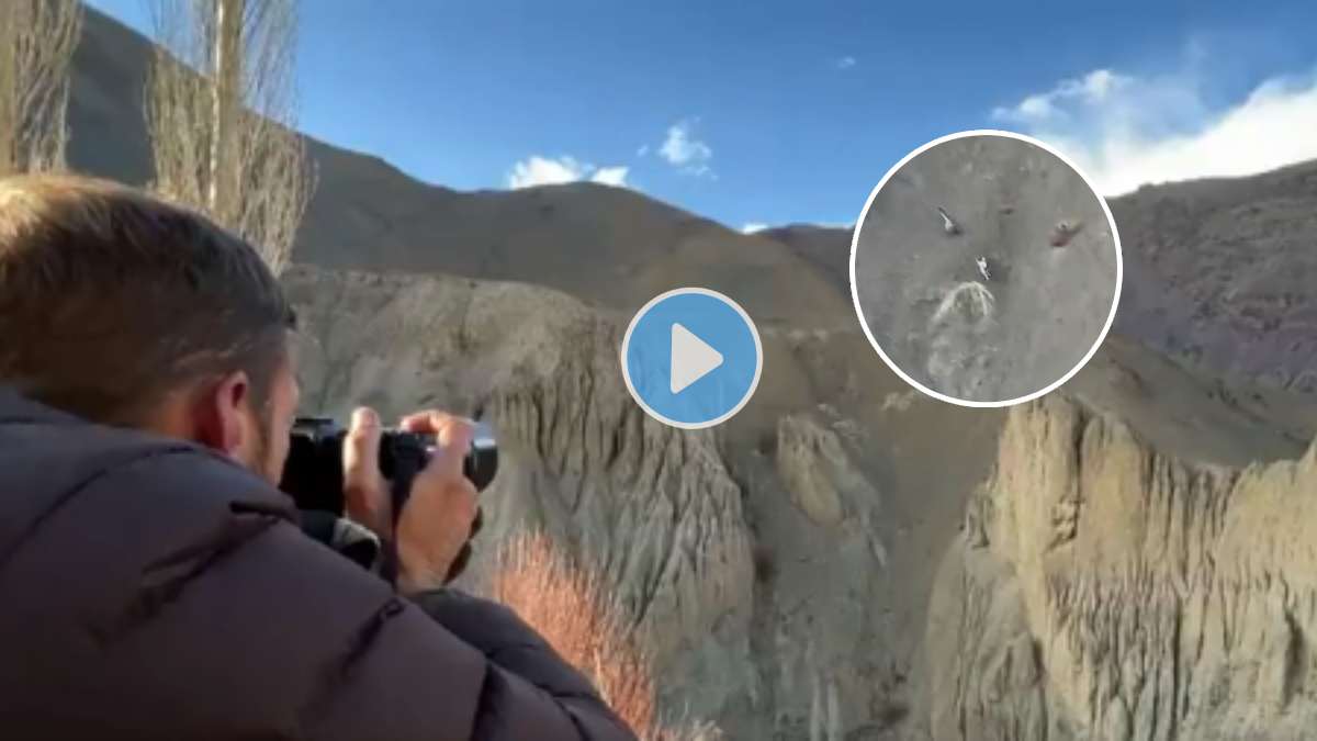 हिम बिबट्याचा शिकार करण्याचा दुर्मिळ video| Snow leopard hunts urial in ...