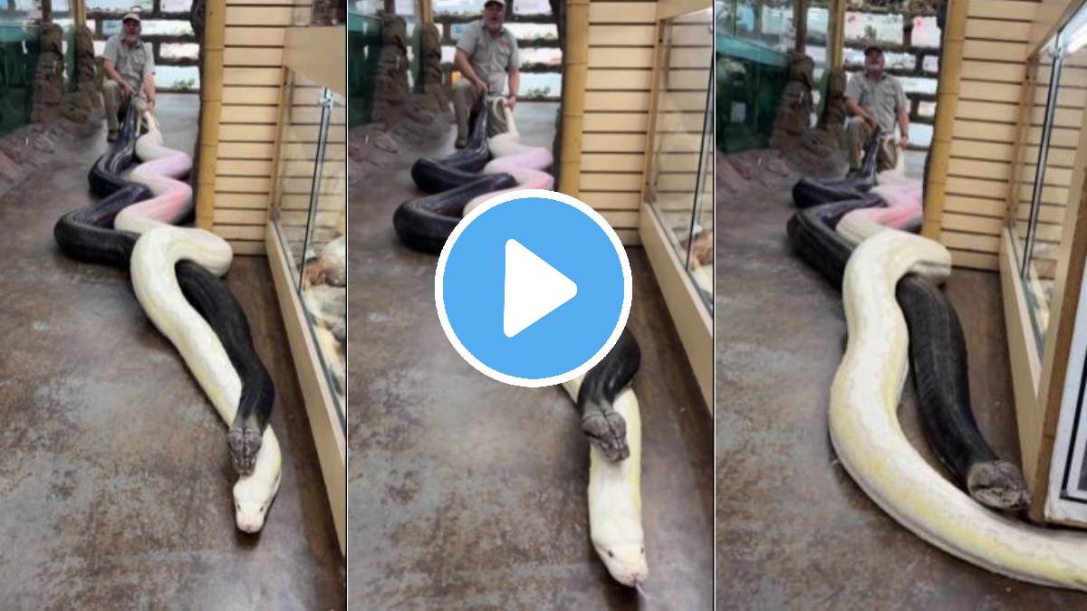 थरारक! पठ्ठ्याने एक नाही तर दोन महाकाय अजगरांना हाताने ठेवले पकडून; Viral Video एकदा पहाच ...