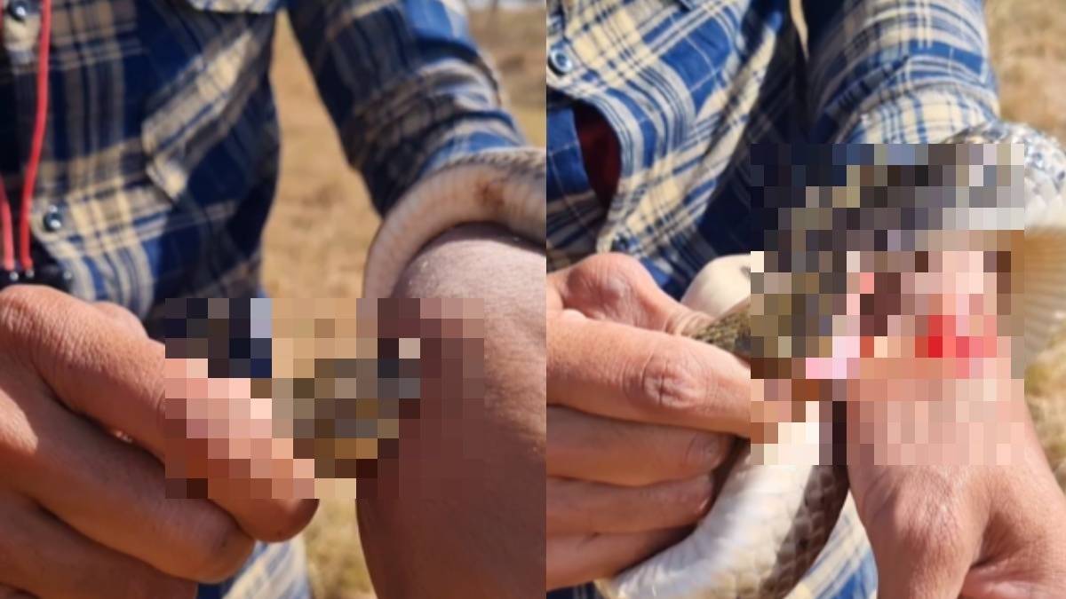 Video viral: साप चावतोय तरीही गडी निवांत! व्हिडिओ बनवत असताना ...