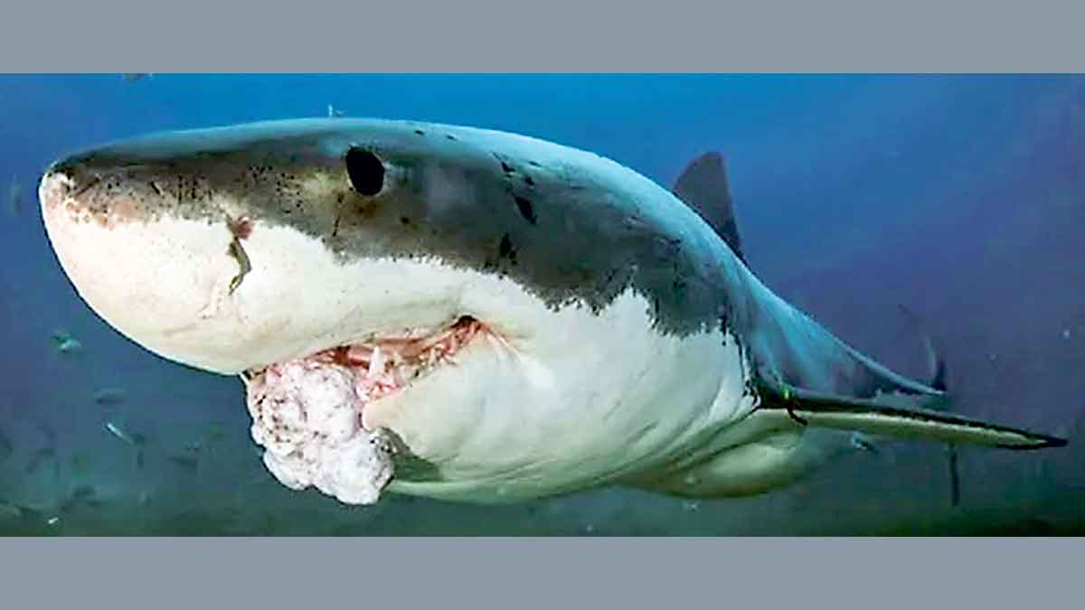 sharks cancer sharks do get cancer | कुतूहल : शार्कलाही कर्करोग होतो!