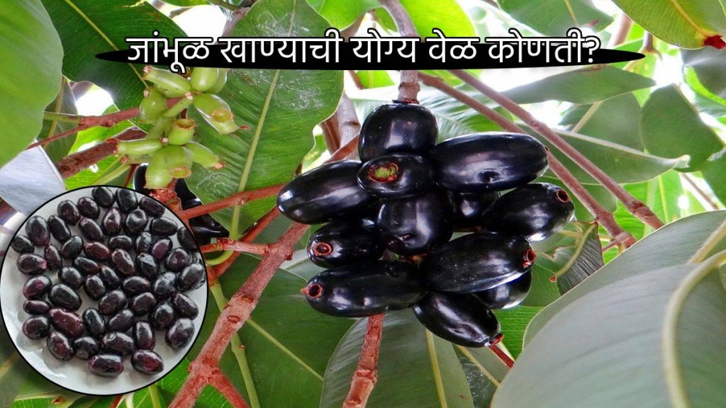 Benefits Of Eating Jambhul What is Right Time To Eat Jamun How Much To ...