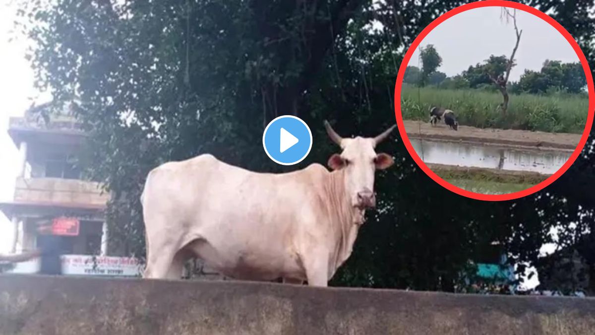 बैलाने केला शेतकऱ्याचा पाठलाग, भीतीपोटी २ तास झाडावर बसला अन्..., थरारक ...