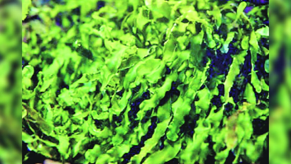 कुतूहल : हिरवे सागरी शैवाल | Kutuhal Green Marine Algae Along the coast ...