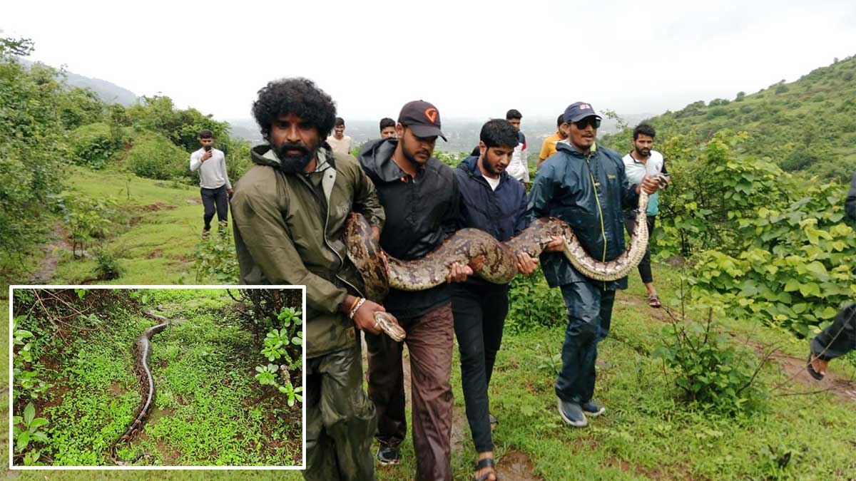 पुणे: तब्बल १५ फूट लांबीचे अजगर पुन्हा नैसर्गिक अधिवासात | 15 foot long ...